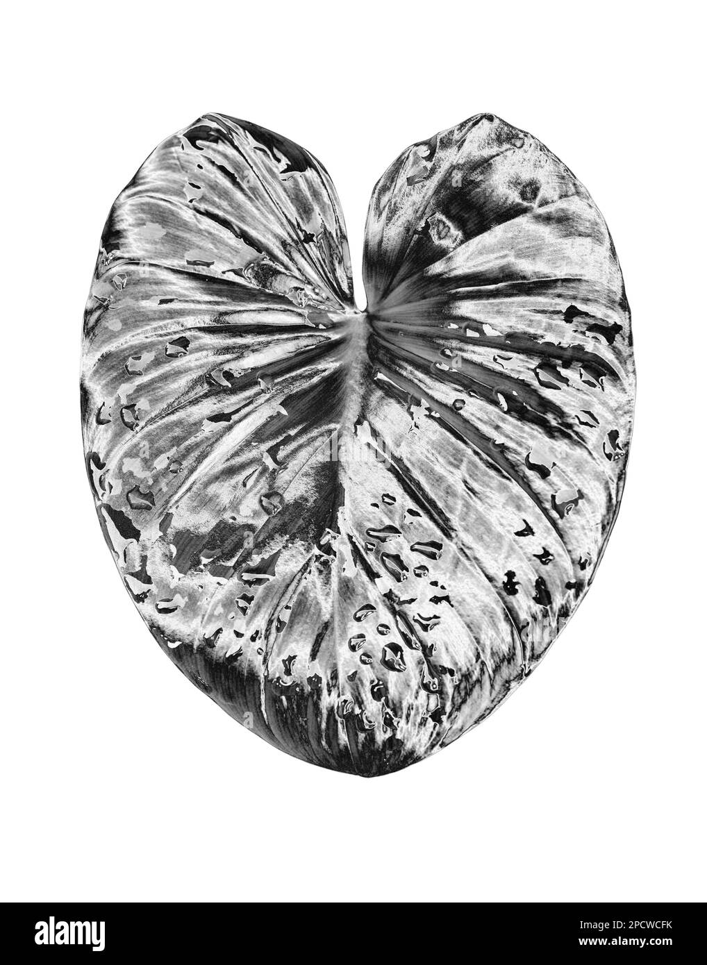 Silver metal leaf water drops white background isolated closeup, silver ...