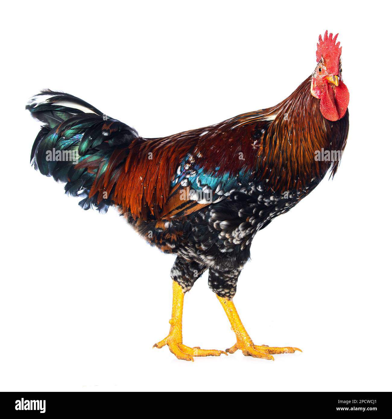 Rooster of the Swedish flower chicken breed isolated on a white ...