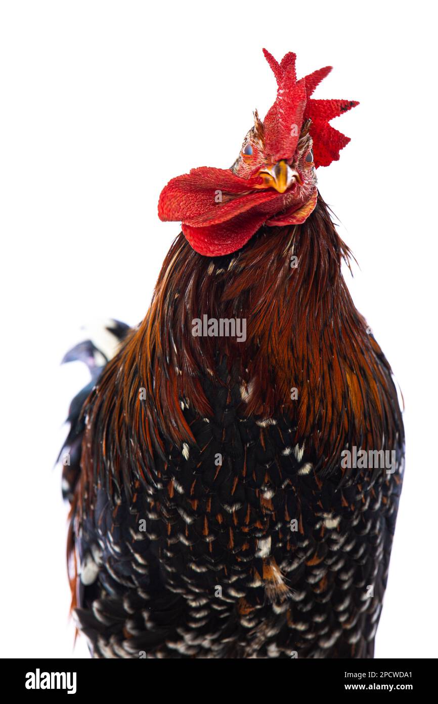 Rooster of the Swedish flower chicken breed isolated on a white ...