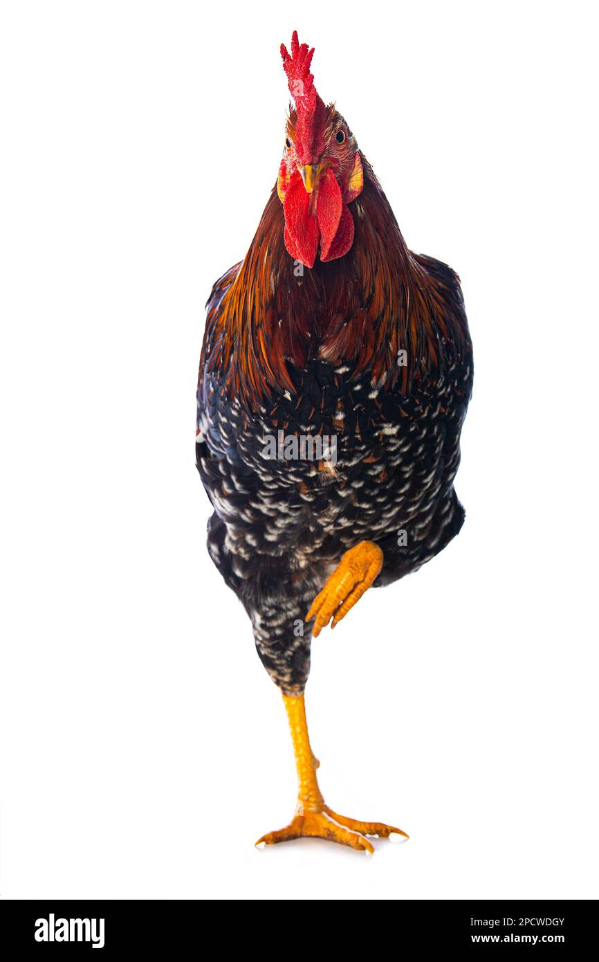 Rooster of the Swedish flower chicken breed isolated on a white ...