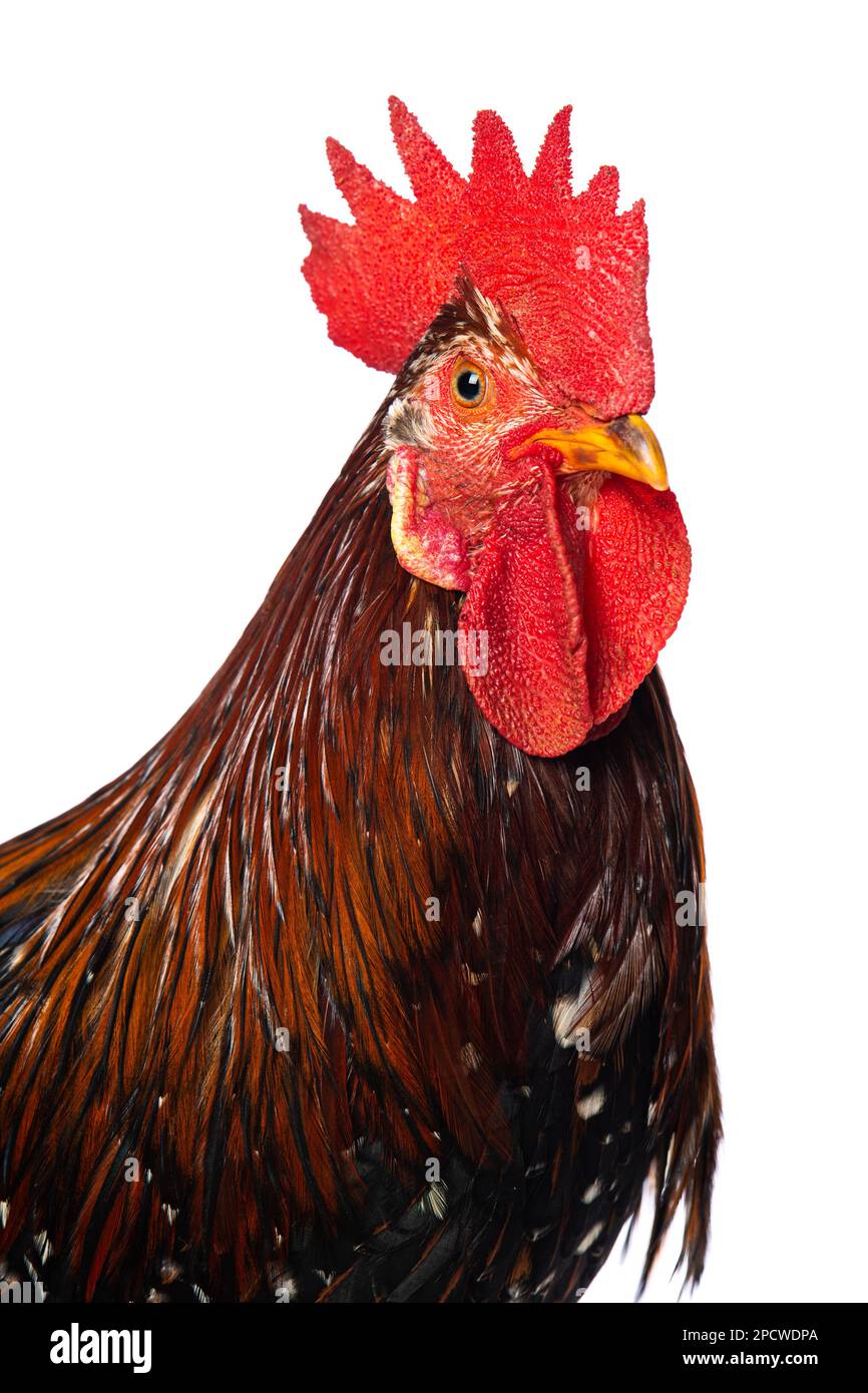 Rooster of the Swedish flower chicken breed isolated on a white ...
