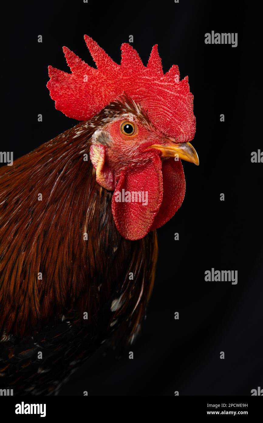 Rooster of the Swedish flower chicken breed isolated on black ...