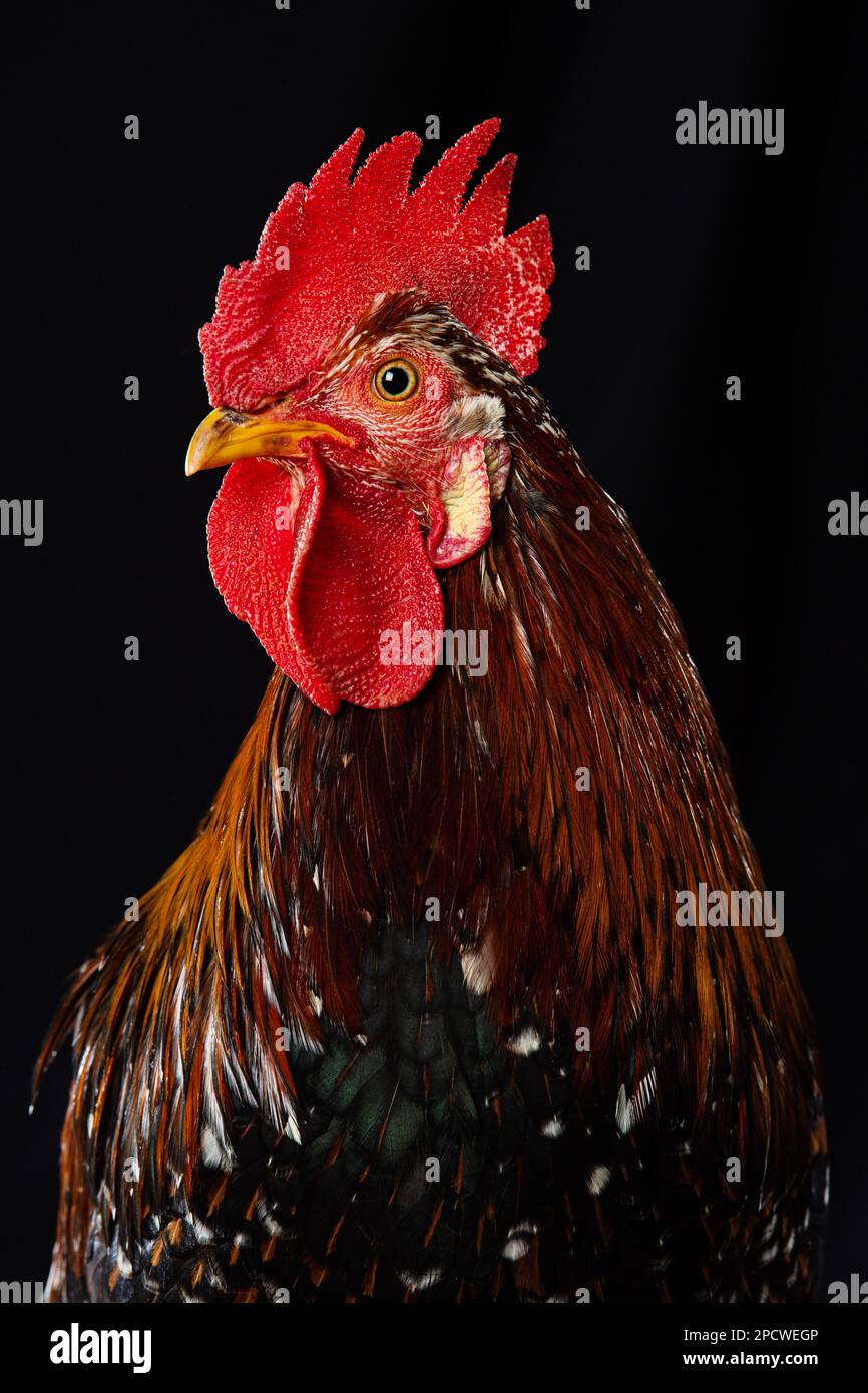 Rooster of the Swedish flower chicken breed isolated on black ...
