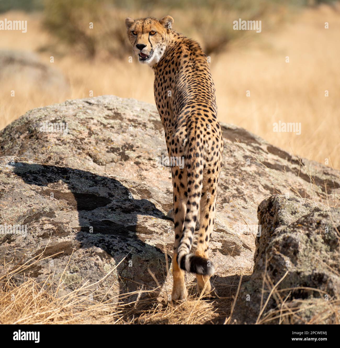 Cheetah over the rock rear view with head looking at the camera Stock ...