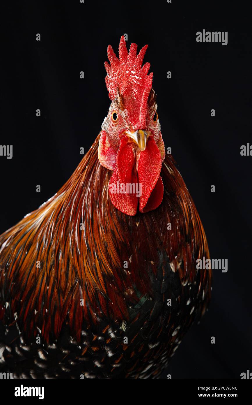 Rooster of the Swedish flower chicken breed isolated on black ...