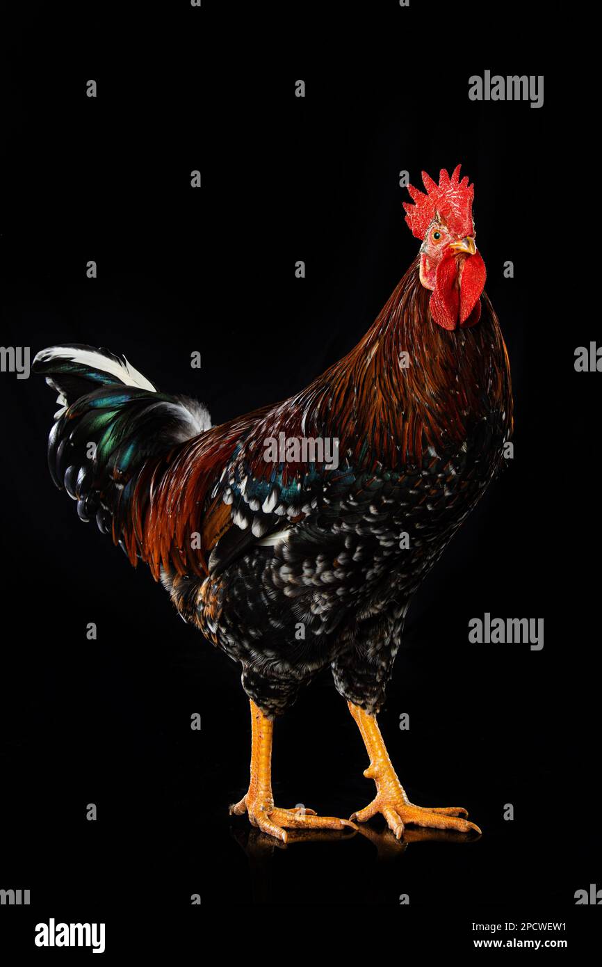Rooster of the Swedish flower chicken breed isolated on black ...