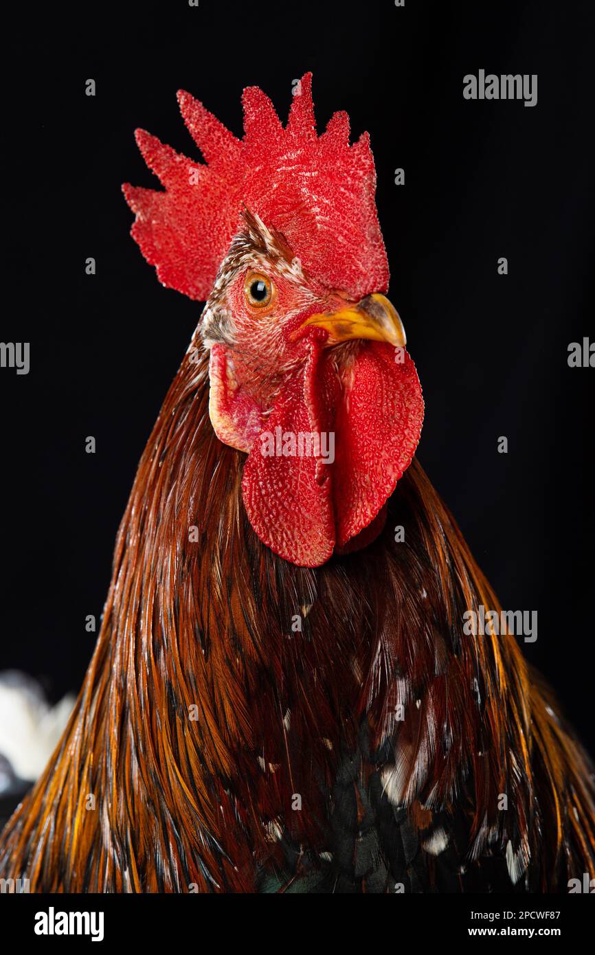 Rooster of the Swedish flower chicken breed isolated on black ...