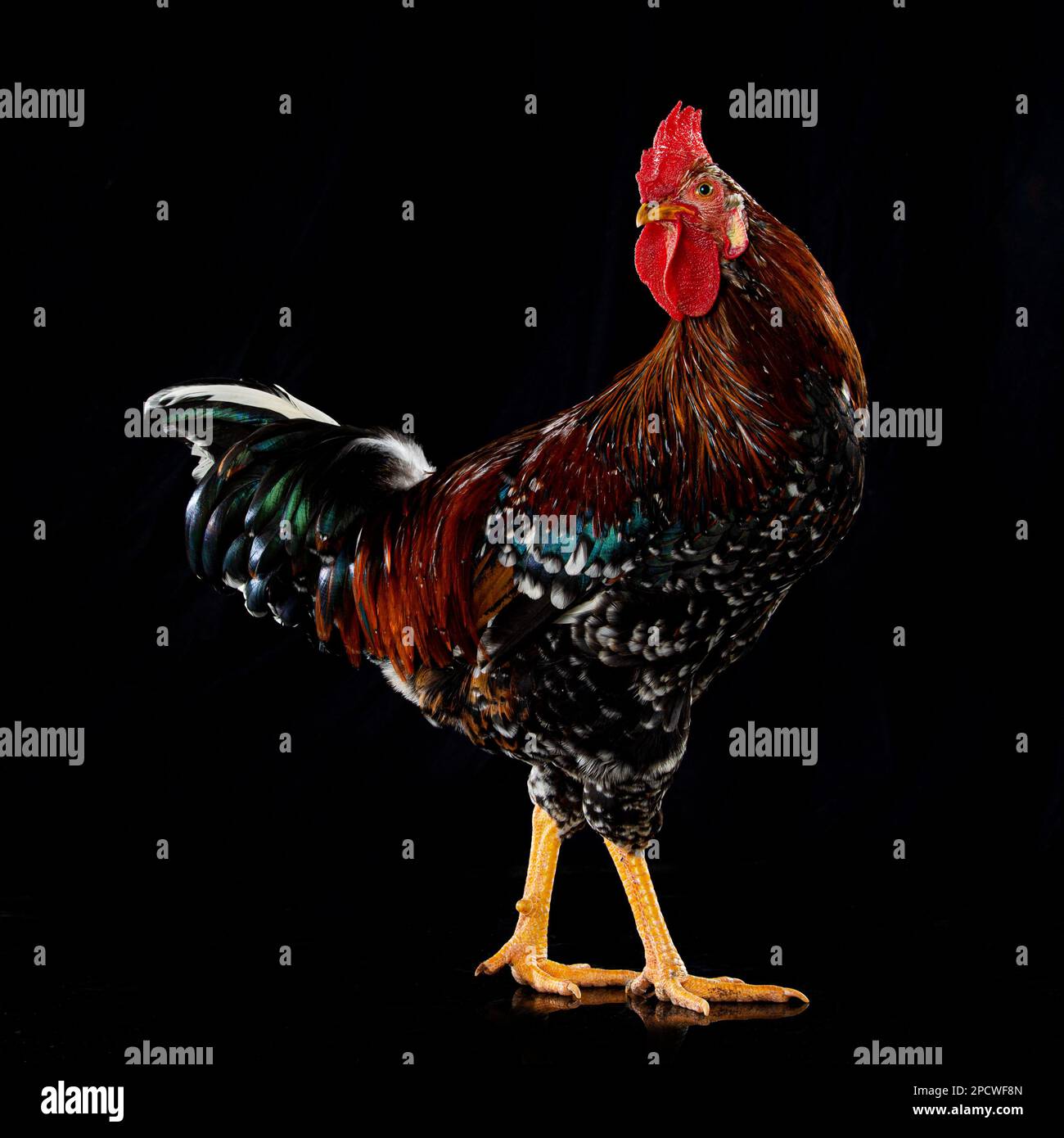 Rooster of the Swedish flower chicken breed isolated on black ...