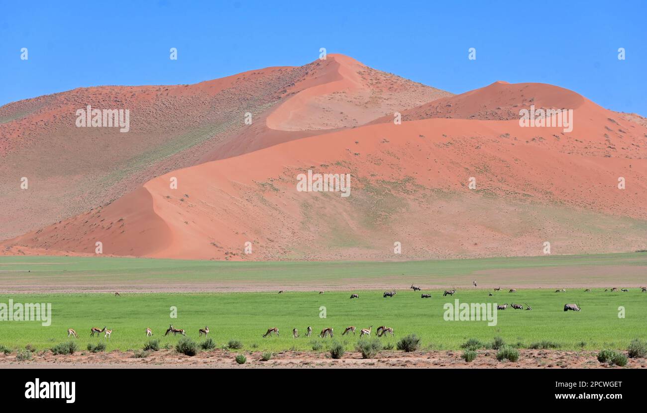 Gemsbok enjoying green grass after rains at Sossusvlei, Namibia, Africa ...