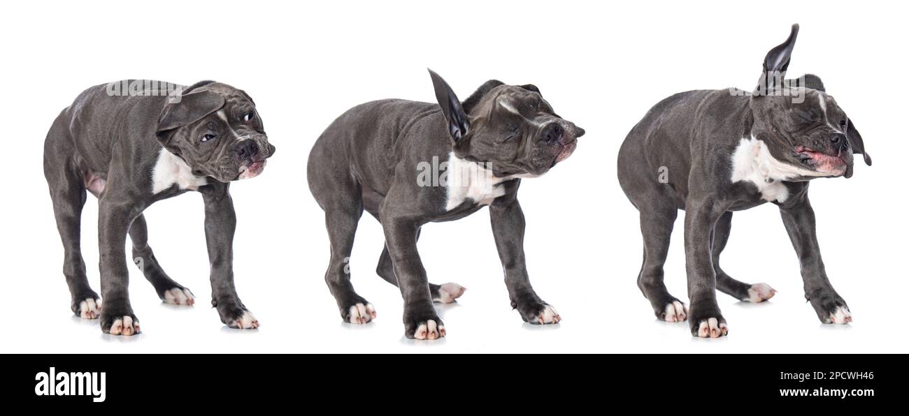 Series of a shaking puppy Stock Photo - Alamy