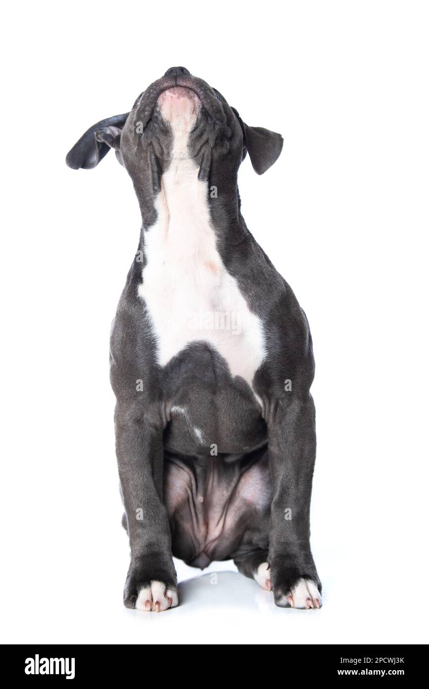 Dog sitting up english Cut Out Stock Images & Pictures - Alamy