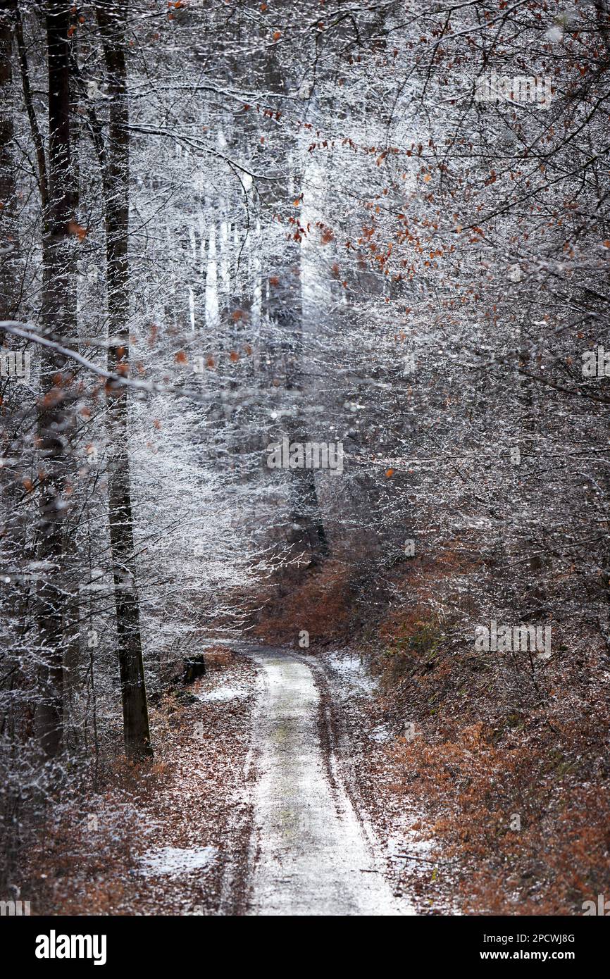 Forst path hi-res stock photography and images - Alamy