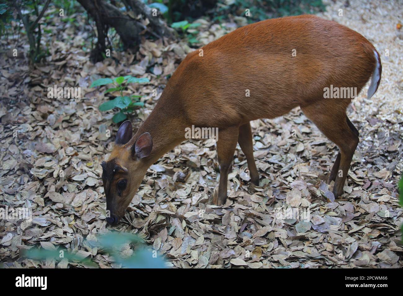 Southern red muntjac, one of small size deer which live in Hong Kong ...