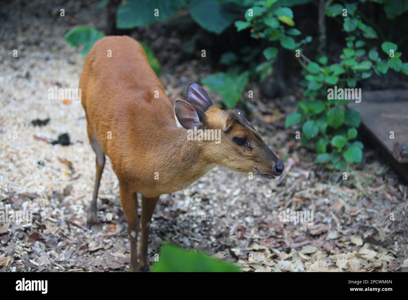 Southern red muntjac, one of small size deer which live in Hong Kong ...