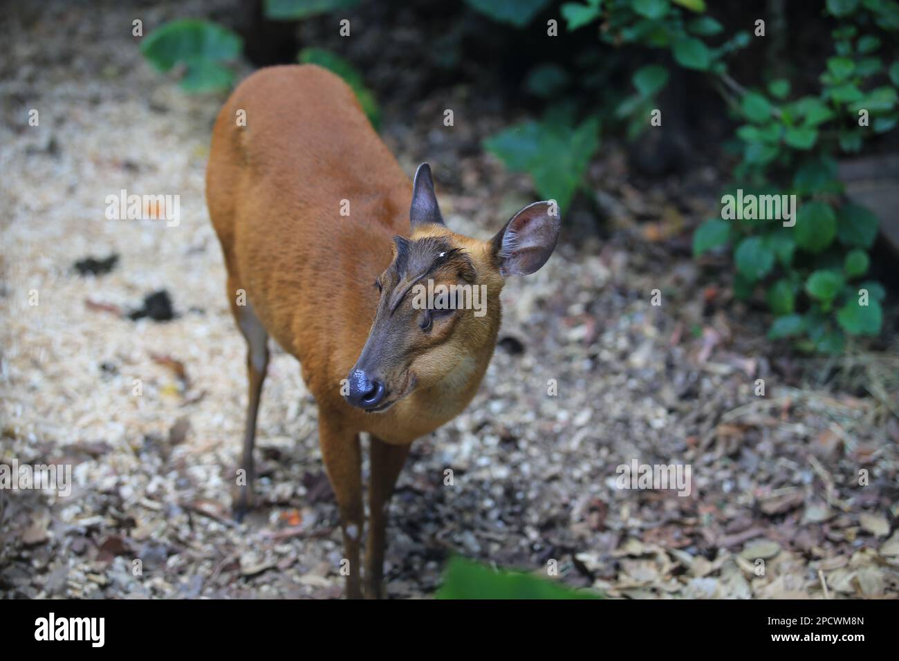 Southern Red Muntjac