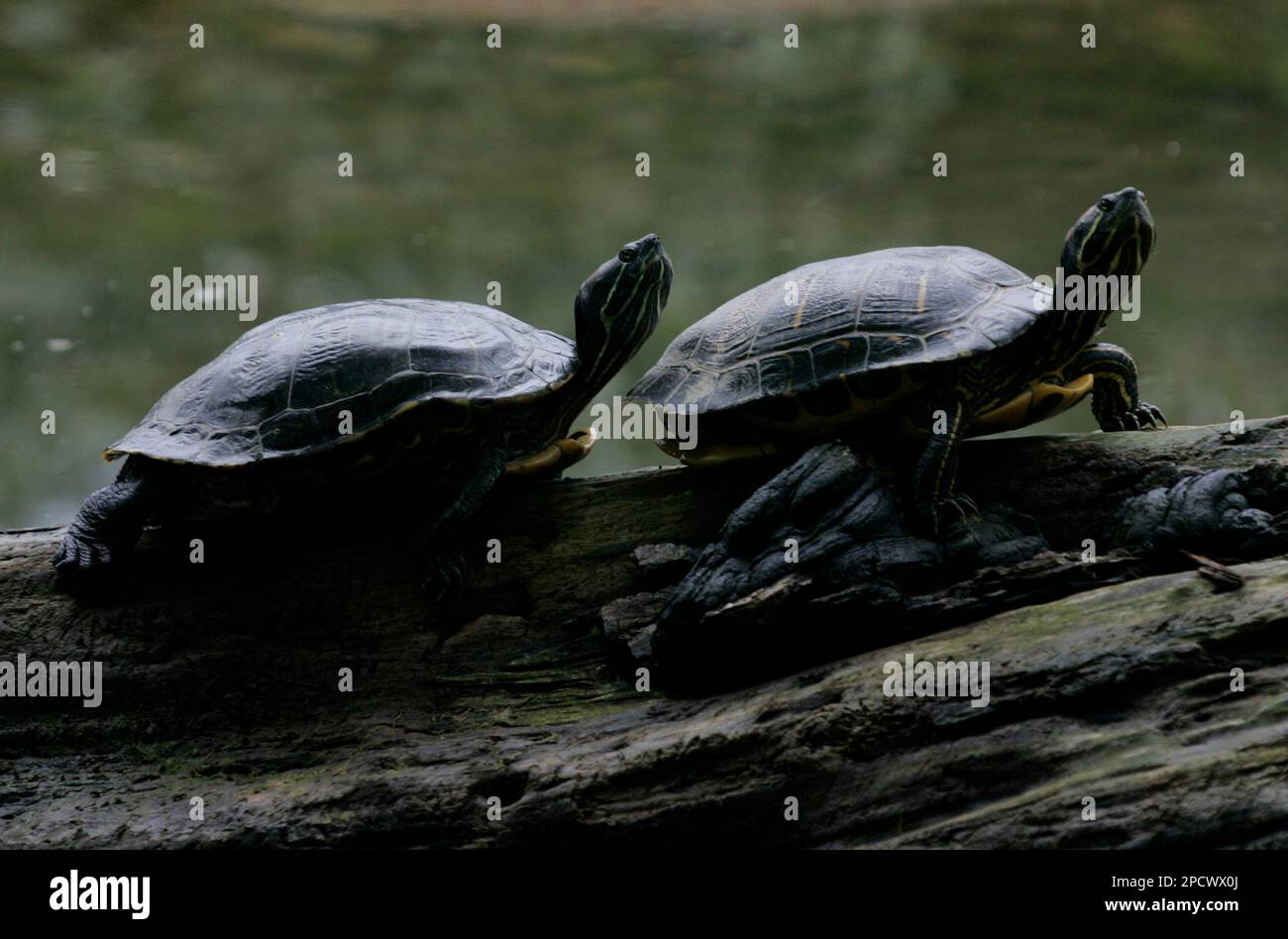 Zwei Wasserschildkroeten verharren auf einem Baumstamm am Mittwoch, 28 ...