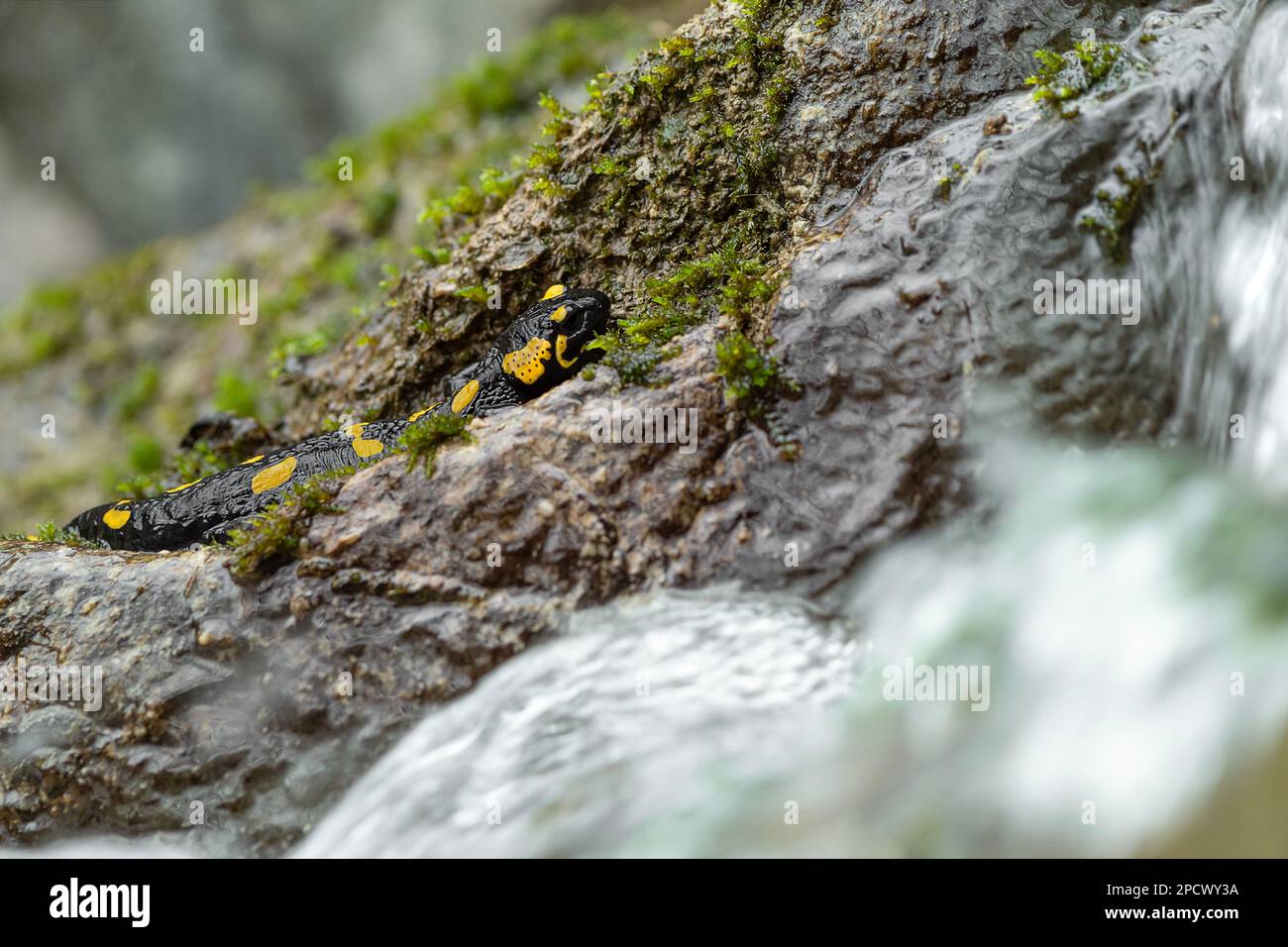 The fire salamander in the summer season (Salamandra salamandra Stock ...