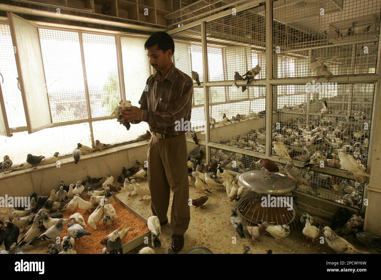 An attendent of Charity Bird hospital looks pigeons in genral ward, in ...