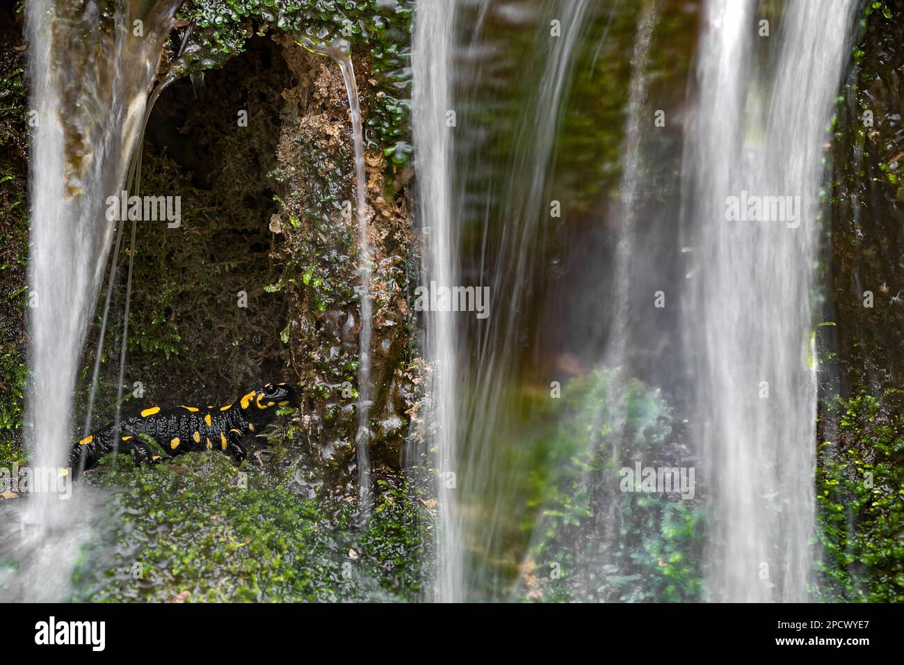 The burrow of the fire salamander (Salamandra salamandra Stock Photo ...