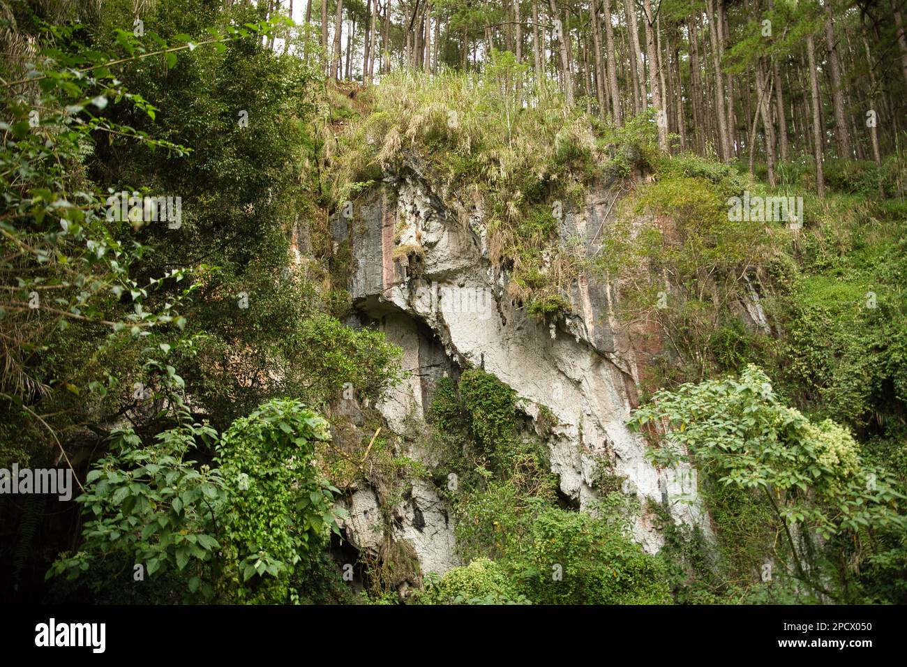 View of a white rock completely surrounded by a forest in Sagada ...