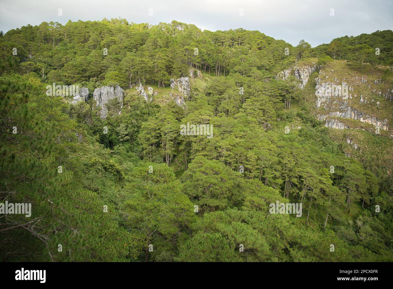 Panoramic view over the forest in Sagada, Philippines, with white rocks ...