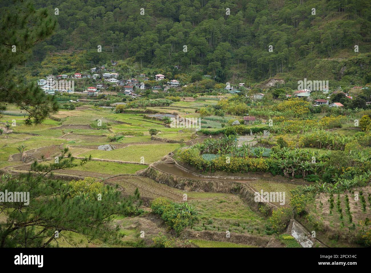 Panoramic view over rice fields and huts in Sagada, Philippines, in the ...