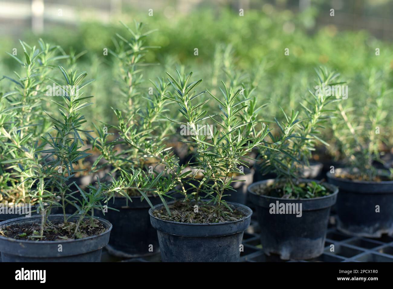 rosemary plant in pot in the natural herb farm nursery plant garden ...