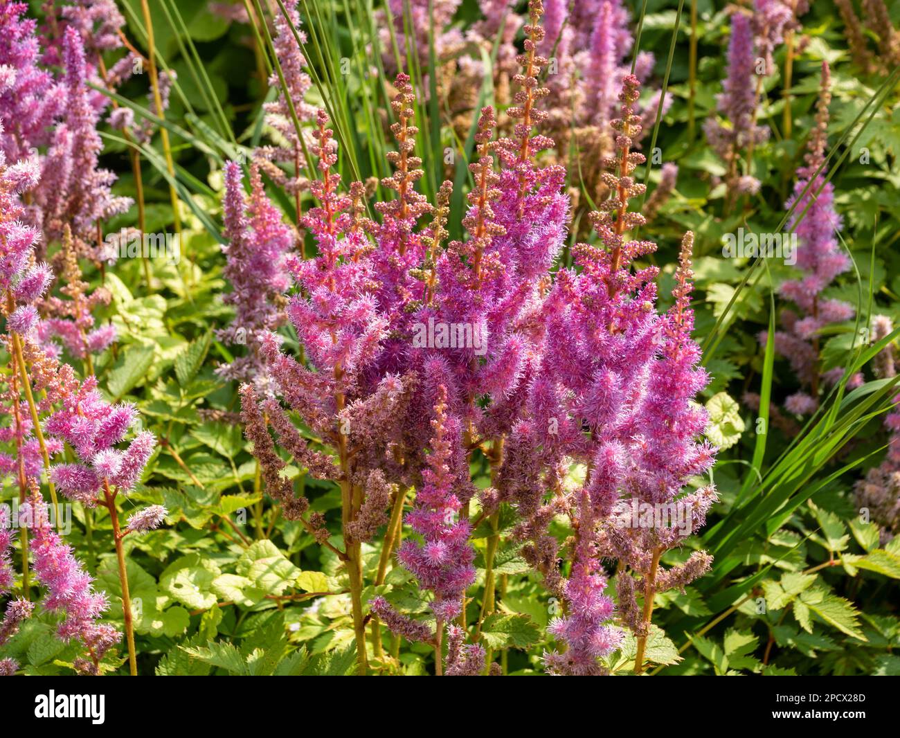 Chinese astilbe, Astilbe chinensis pumila, pink flowers in garden ...