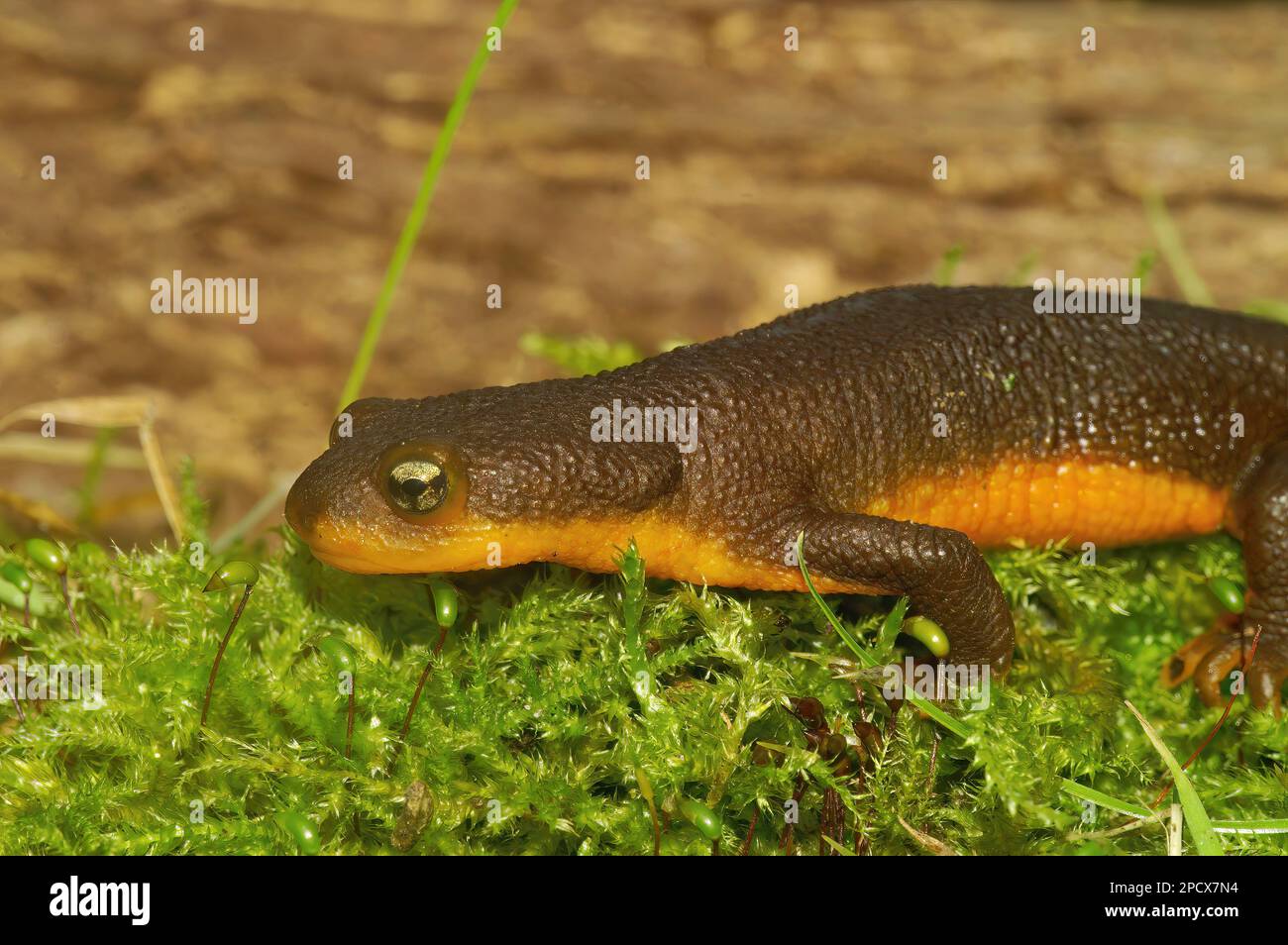 detailed closeup on a poisonous Californian Rough skinned newt, Taricha ...