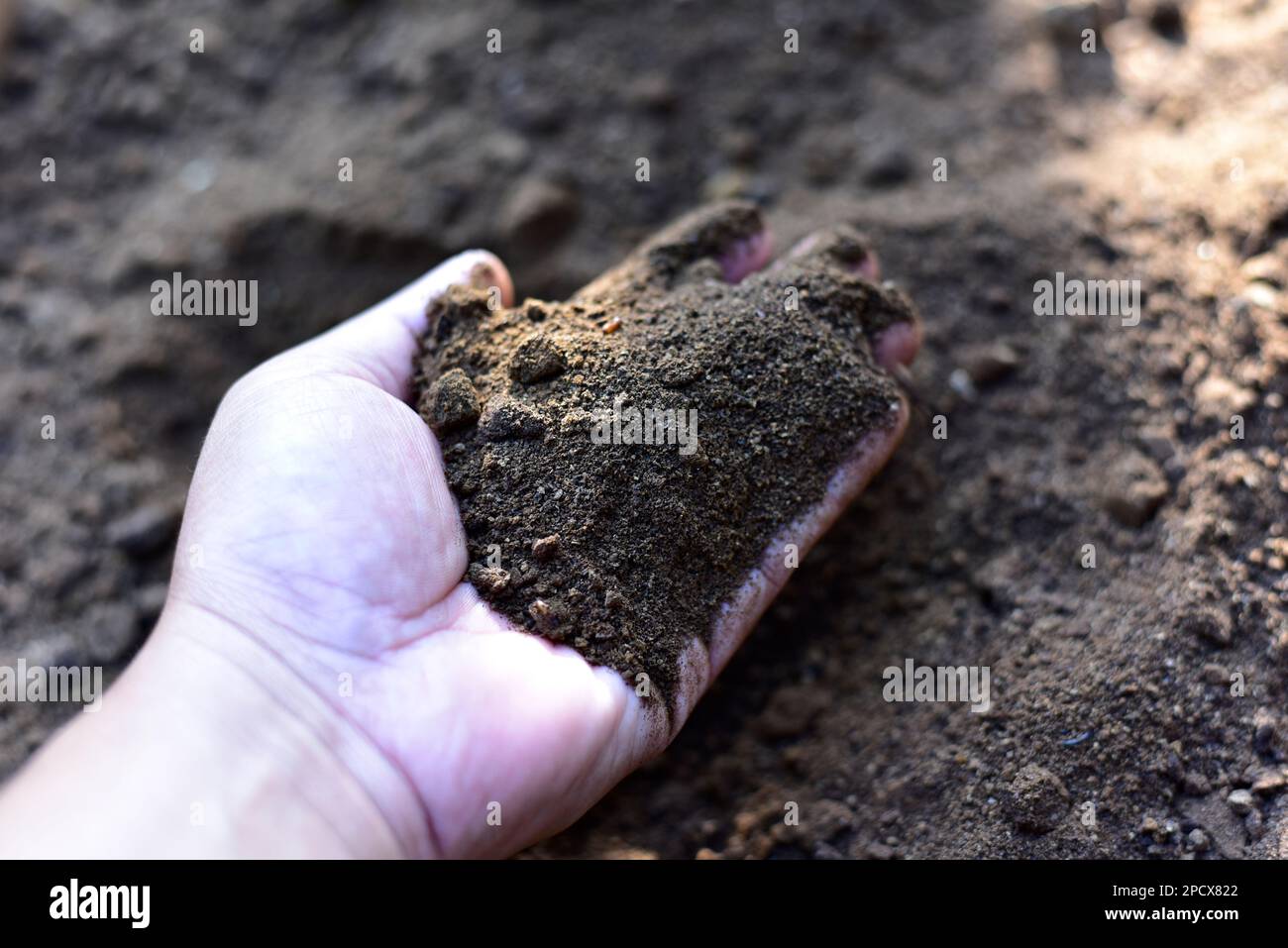 Top view Hand holding soil,Hand dirty with soil. Bunch of good soil in ...