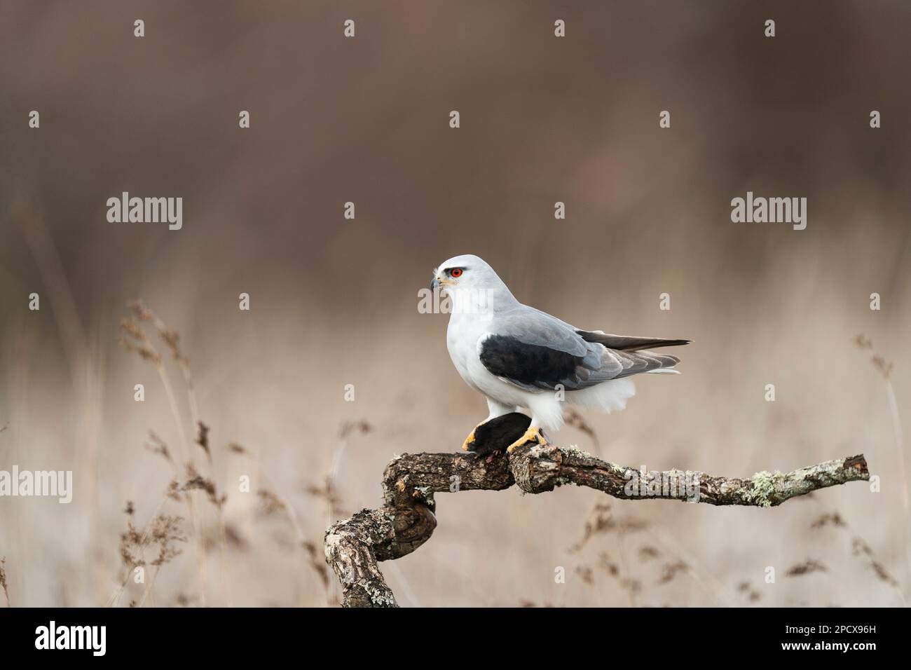 Black-winged kite (Elanus caeruleus Stock Photo - Alamy