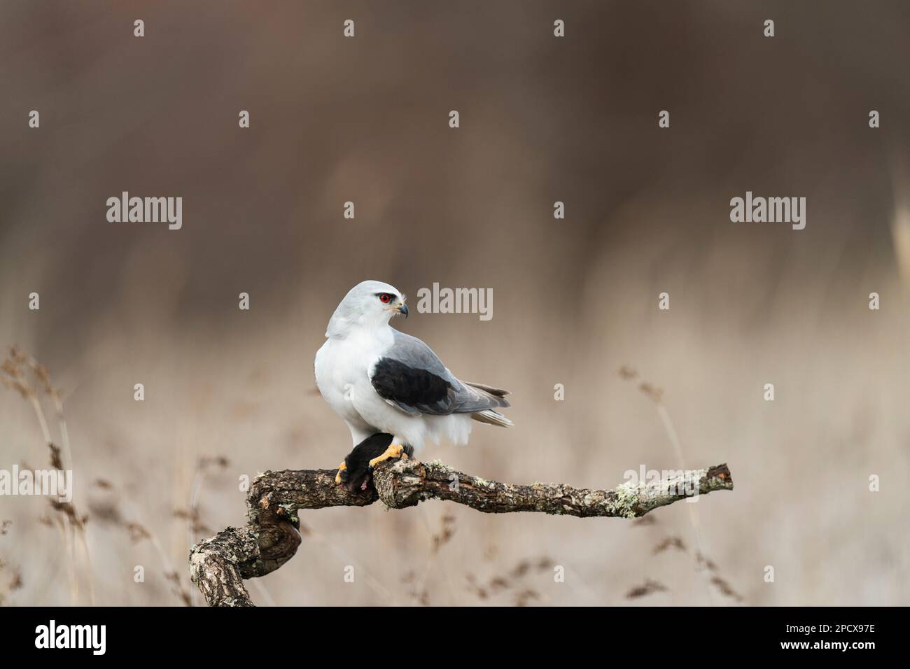 Black-winged kite (Elanus caeruleus Stock Photo - Alamy
