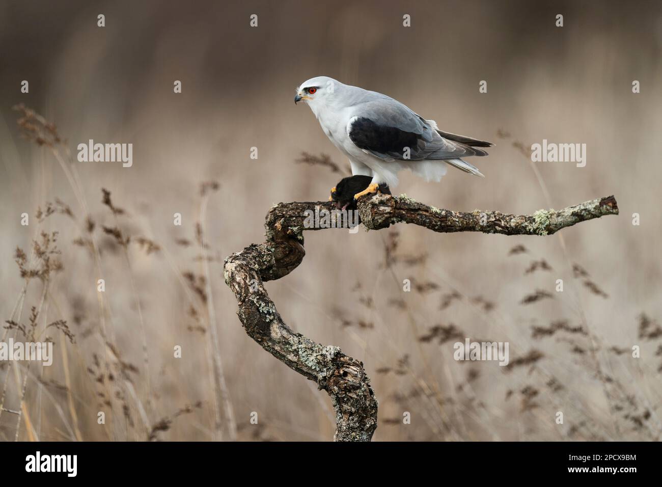 Black-winged kite (Elanus caeruleus Stock Photo - Alamy