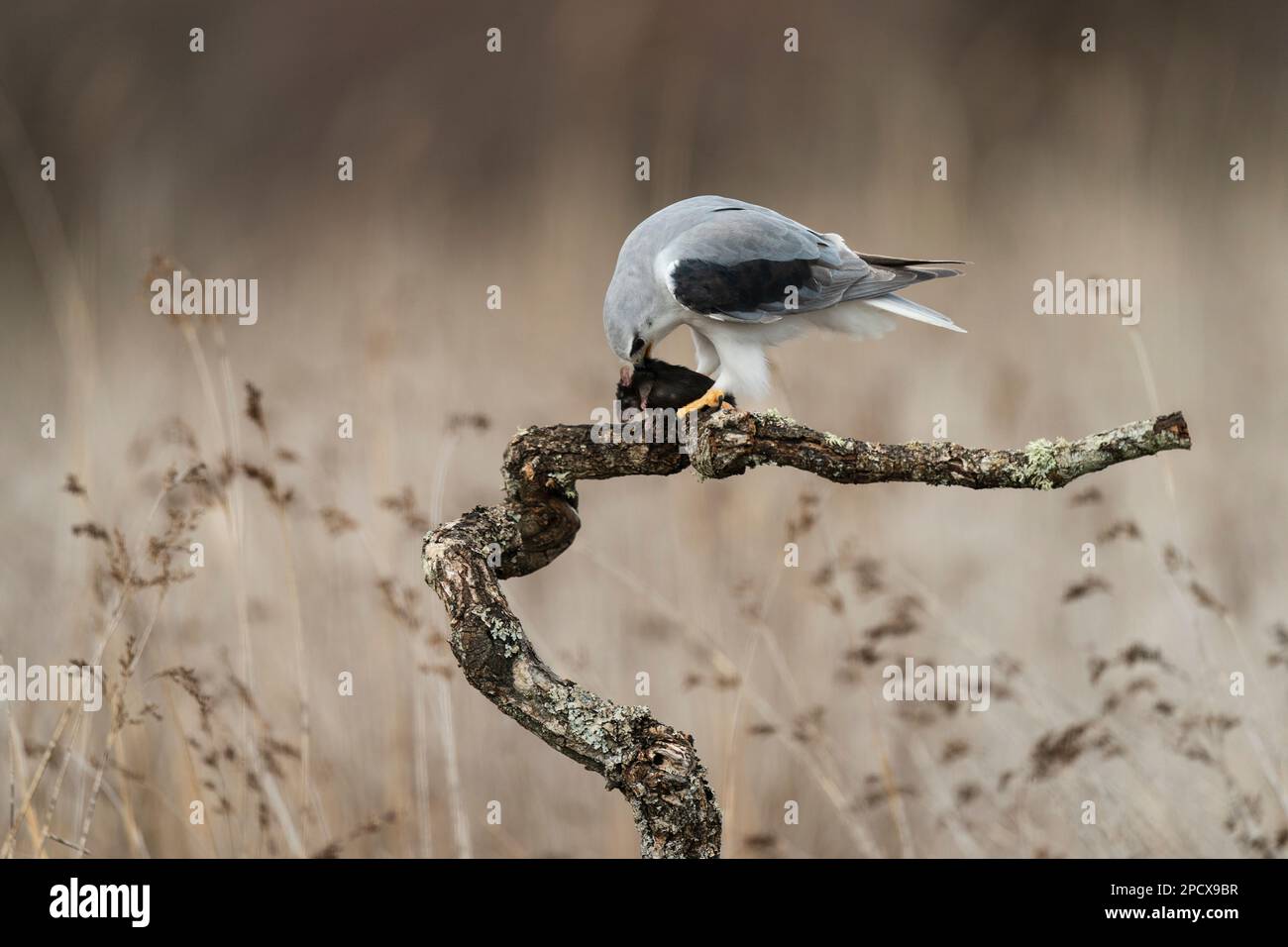 Black-winged kite (Elanus caeruleus Stock Photo - Alamy