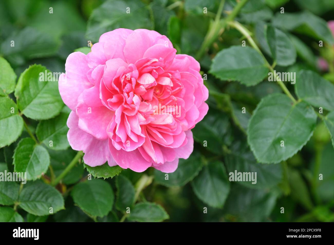 Rosa Princess Anne, rosa Auskitchen, rose Princess Anne,English shrub ...