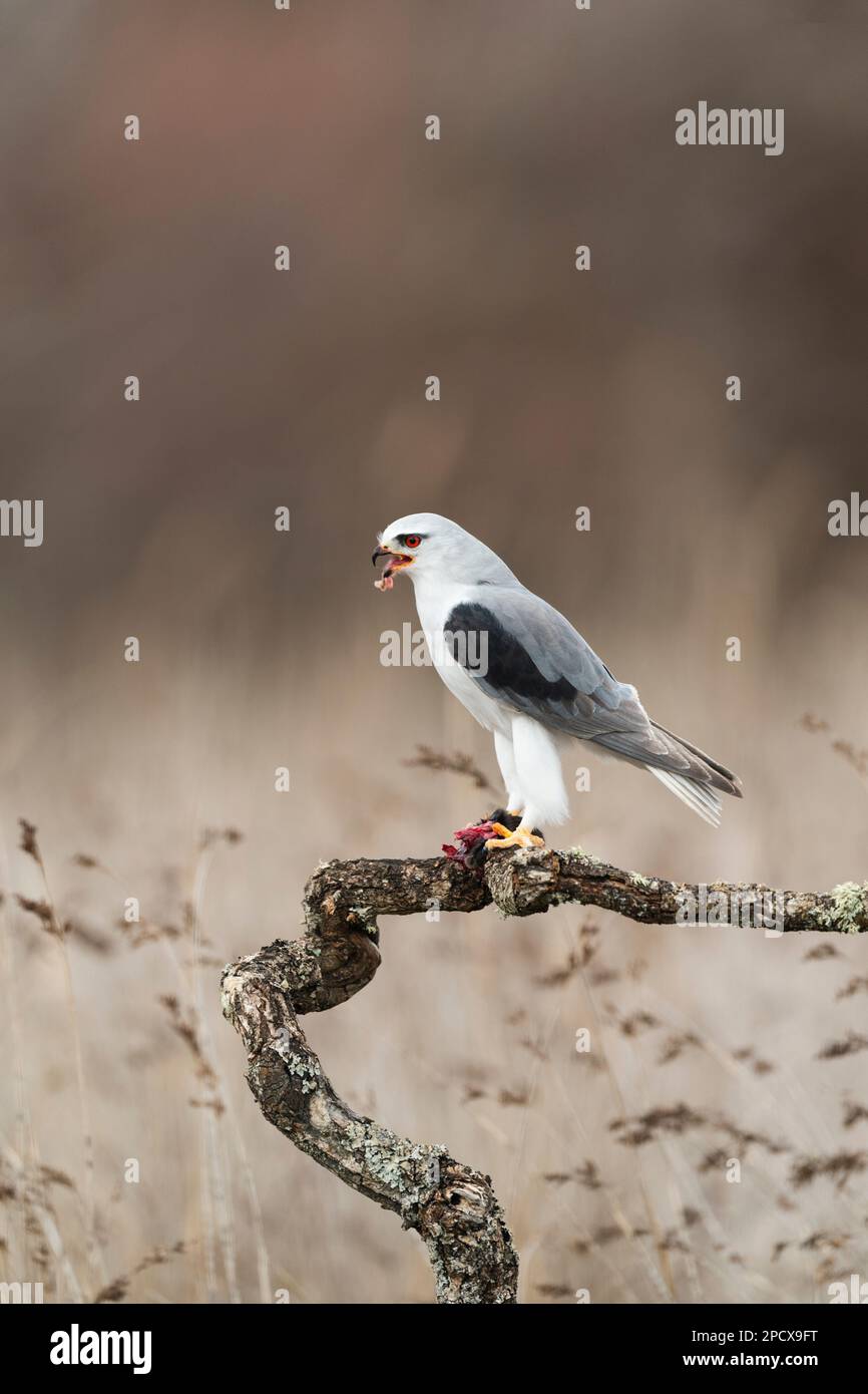 Black-winged kite (Elanus caeruleus Stock Photo - Alamy