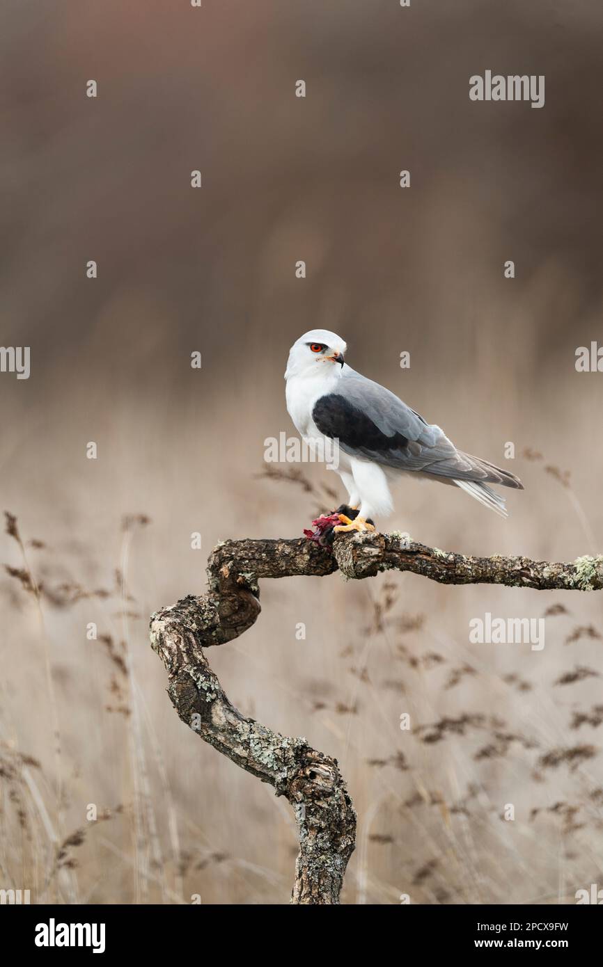 Black-winged kite (Elanus caeruleus Stock Photo - Alamy