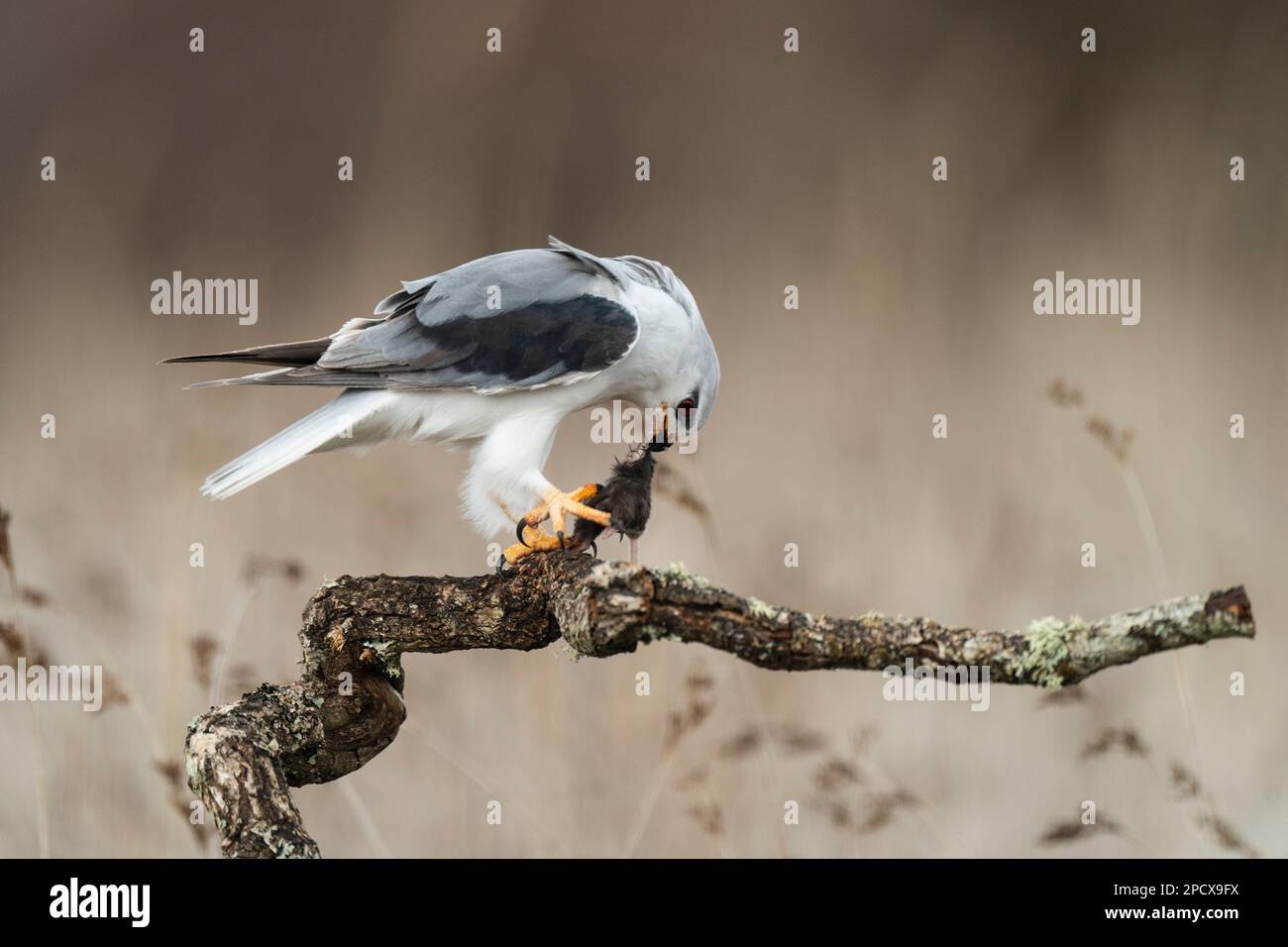 Black-winged kite (Elanus caeruleus Stock Photo - Alamy
