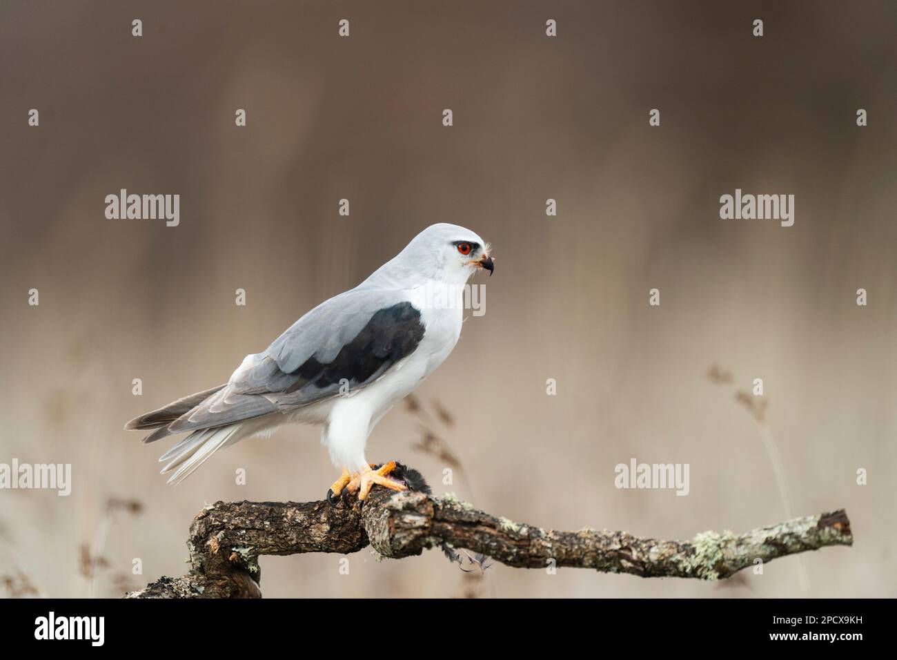 Black-winged kite (Elanus caeruleus Stock Photo - Alamy