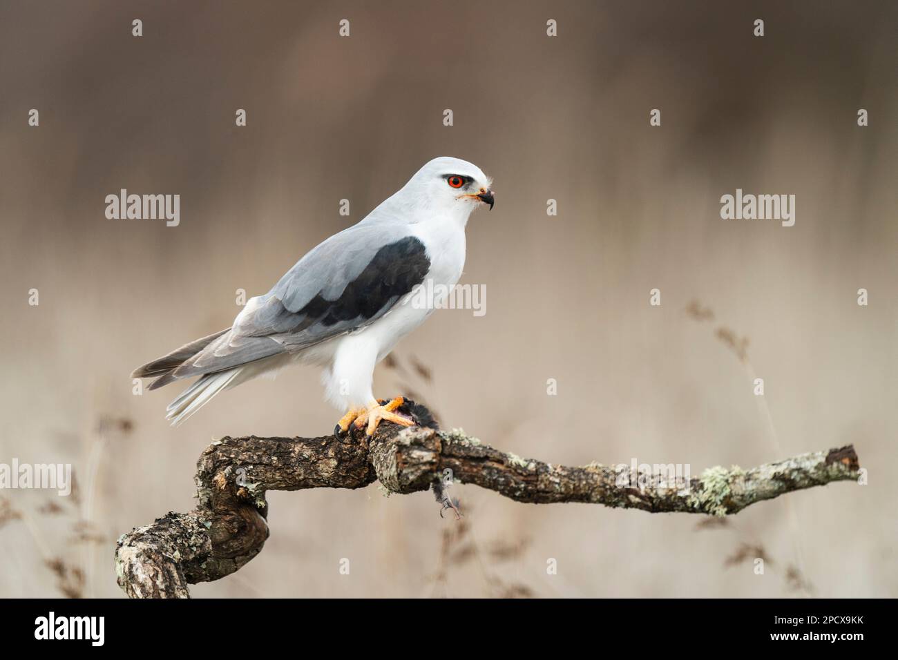 Black-winged kite (Elanus caeruleus Stock Photo - Alamy