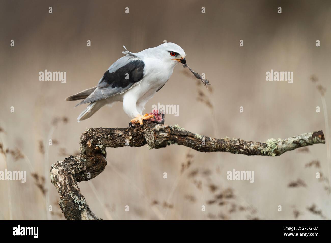 Black-winged kite (Elanus caeruleus Stock Photo - Alamy