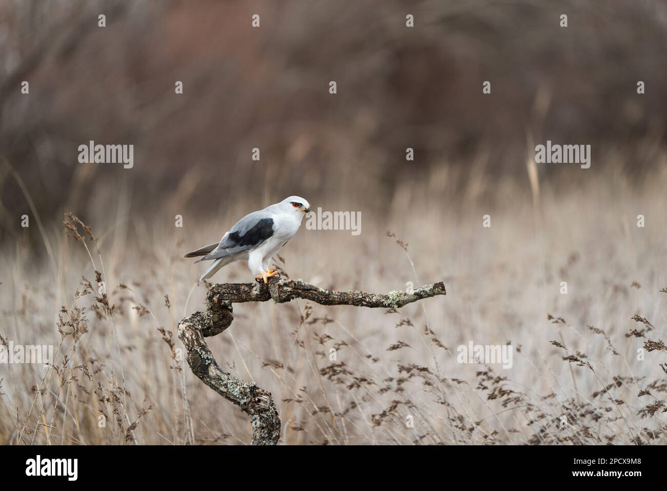 Black-winged kite (Elanus caeruleus Stock Photo - Alamy