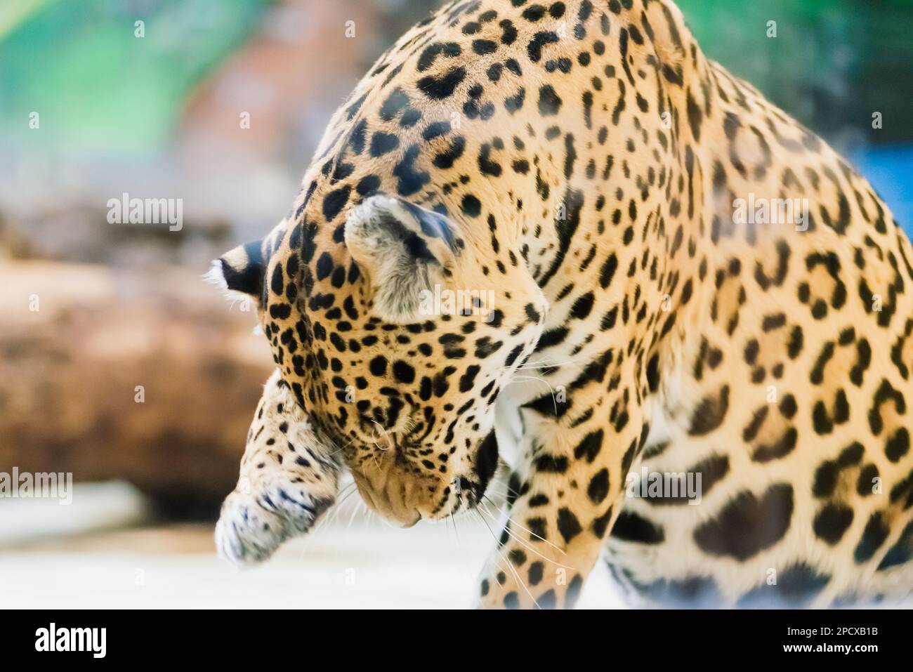 Chinese leopard or North China leopard in zoo Stock Photo - Alamy