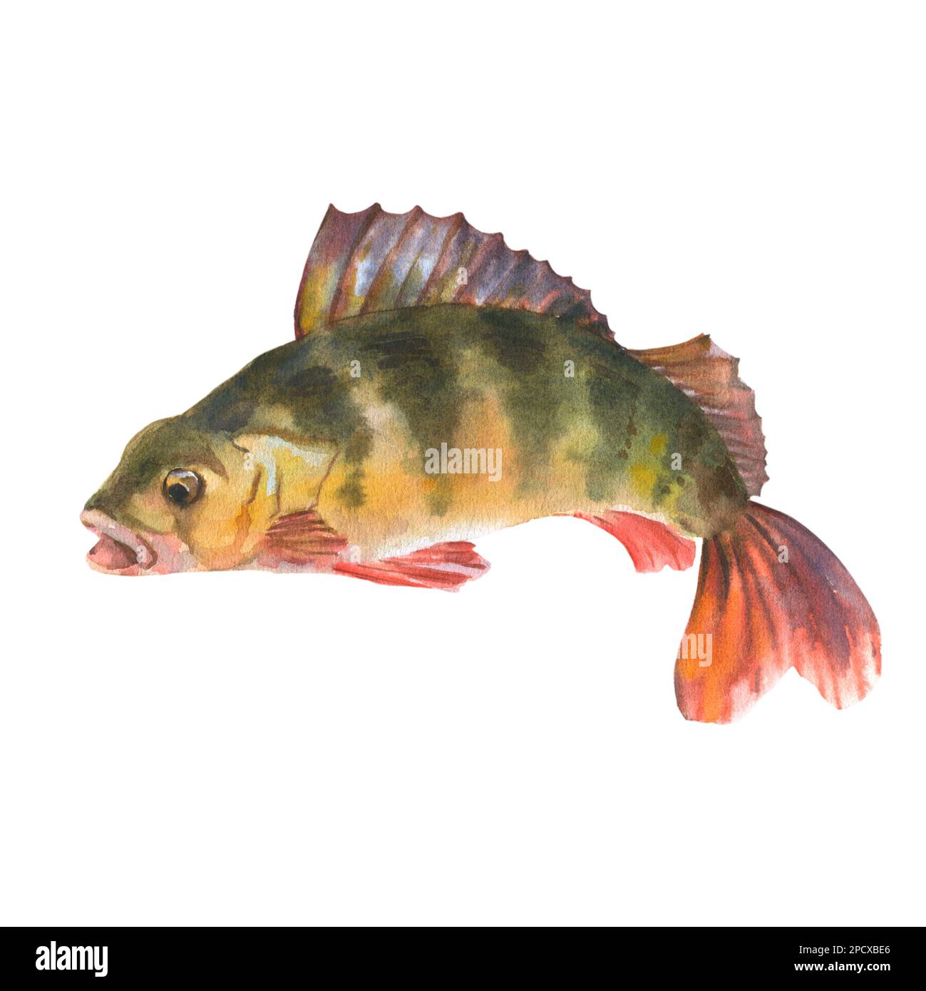 Perch whole fish, isolated on white. Watercolor illustration Stock ...