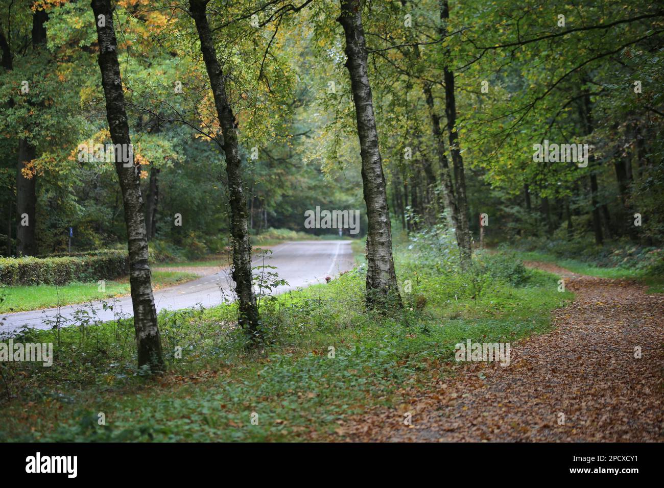 A scenic stretch of winding road cutting through a lush green forest ...