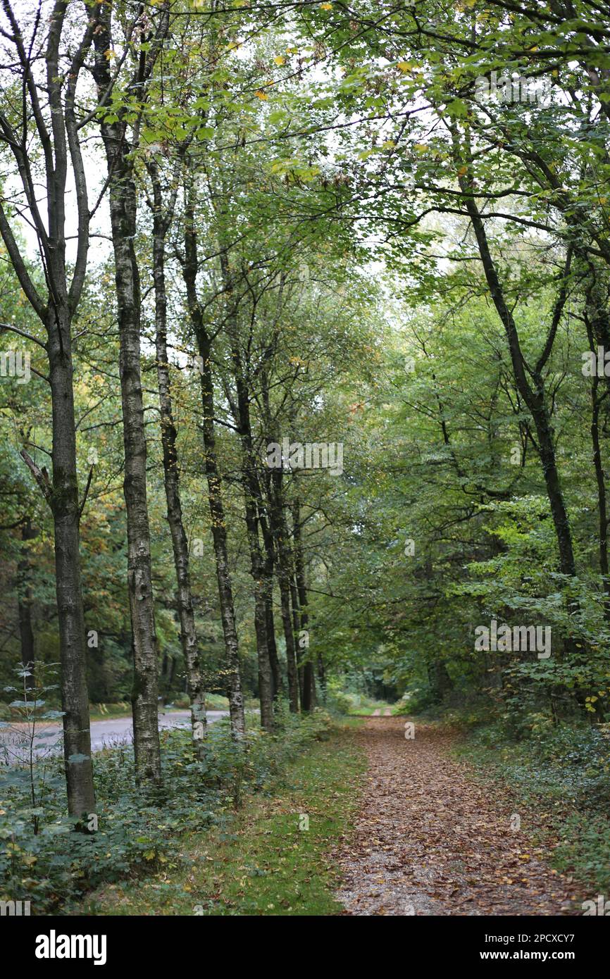 A long narrow path with trees and fallen leaves all over the trail ...