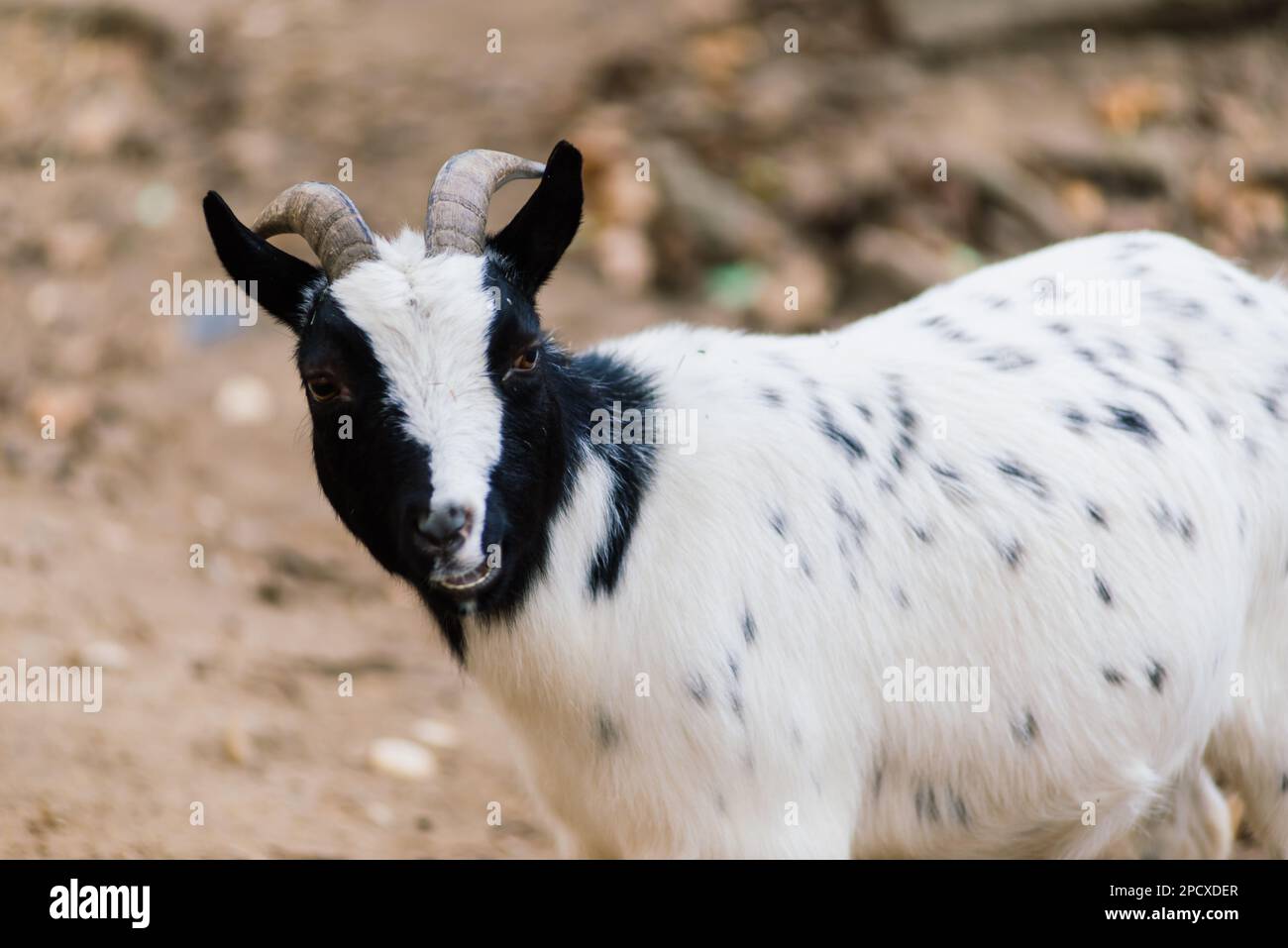 The maned ram eats hay, animal in the zoo, large rounded horns of ram ...