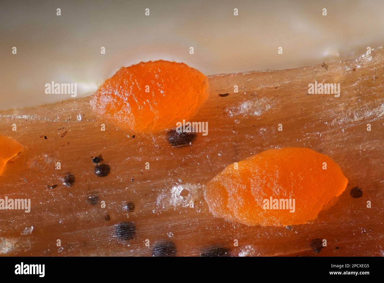 Calloria neglecta, tiny fungus growing on remains of stinging nettle ...