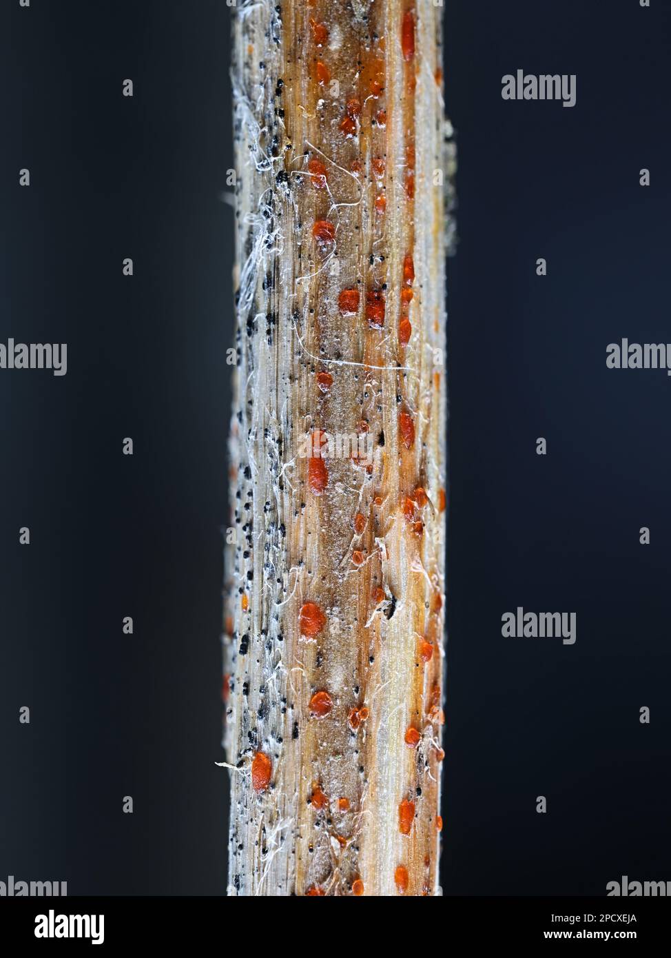 Calloria hi-res stock photography and images - Alamy