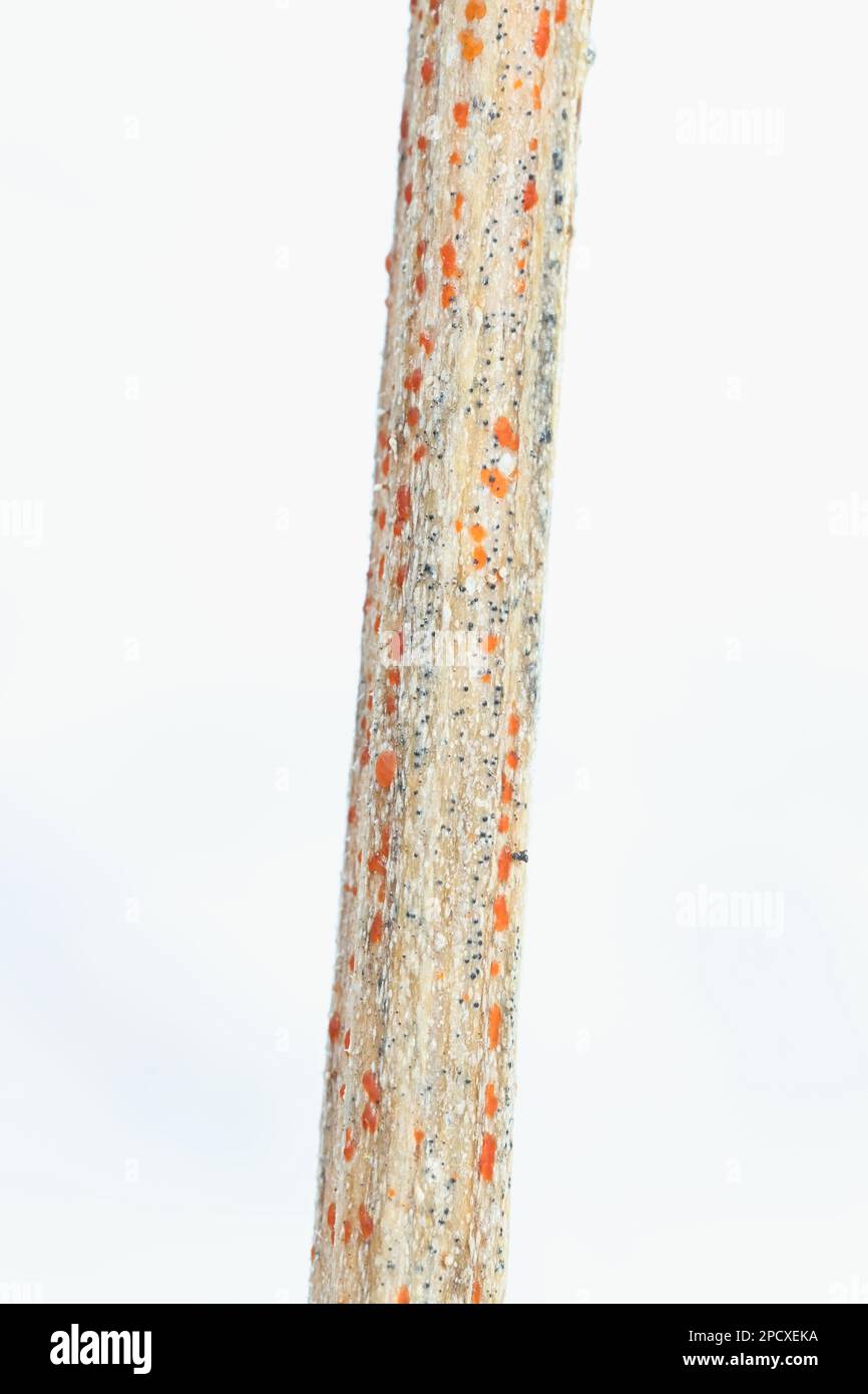 Calloria neglecta, tiny fungus growing on remains of stinging nettle ...